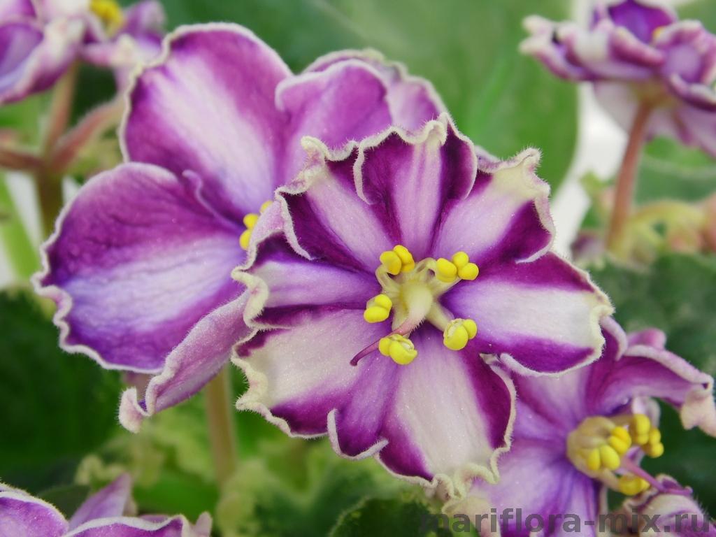 Clam Power (P. Addison)